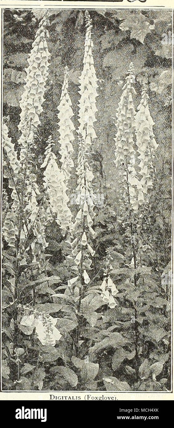 . DORONICUM. Digitalis (B'oxglovc EPIMEDIUM (Barren-wort). Dwarf ...