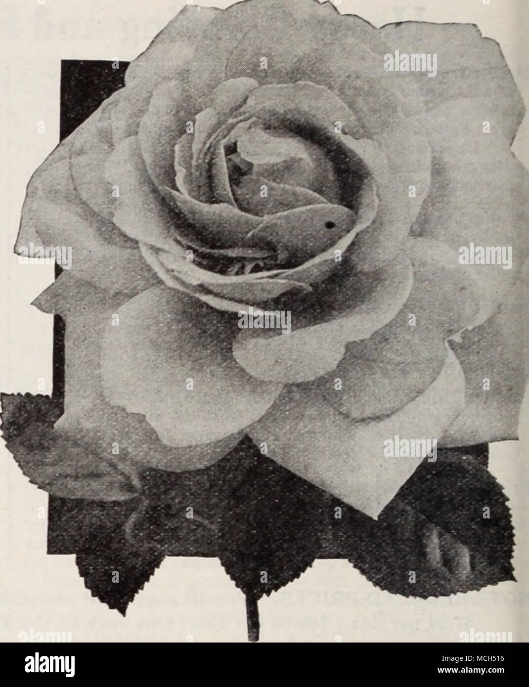 . EVERBLOOMING HYBRID-PERPETUAL ROSE, MME. ALBERT BARBIER Paul Neyron ...