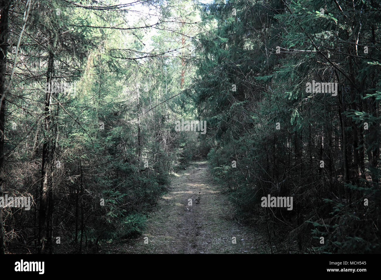 Pine forest. Depths of a forest. Journey through forest paths. T Stock ...