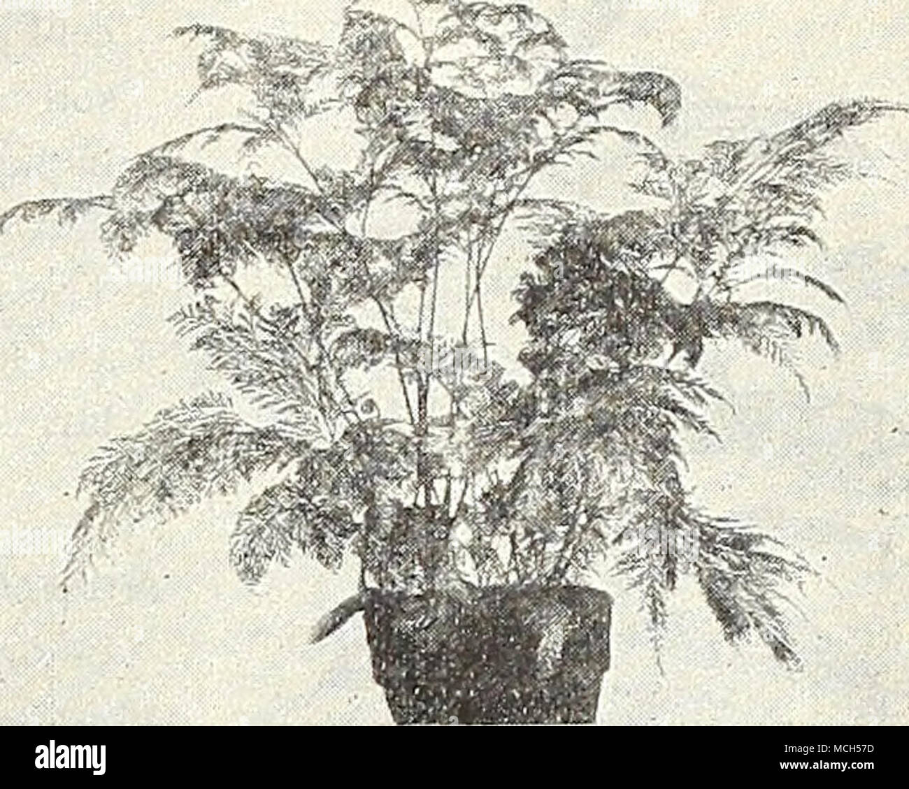 Climbing fern variety hi-res stock photography and images - Alamy