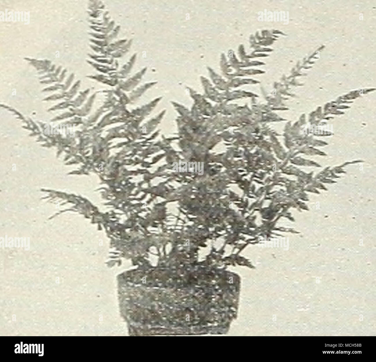 Aspidium Stock Photos & Aspidium Stock Images - Alamy