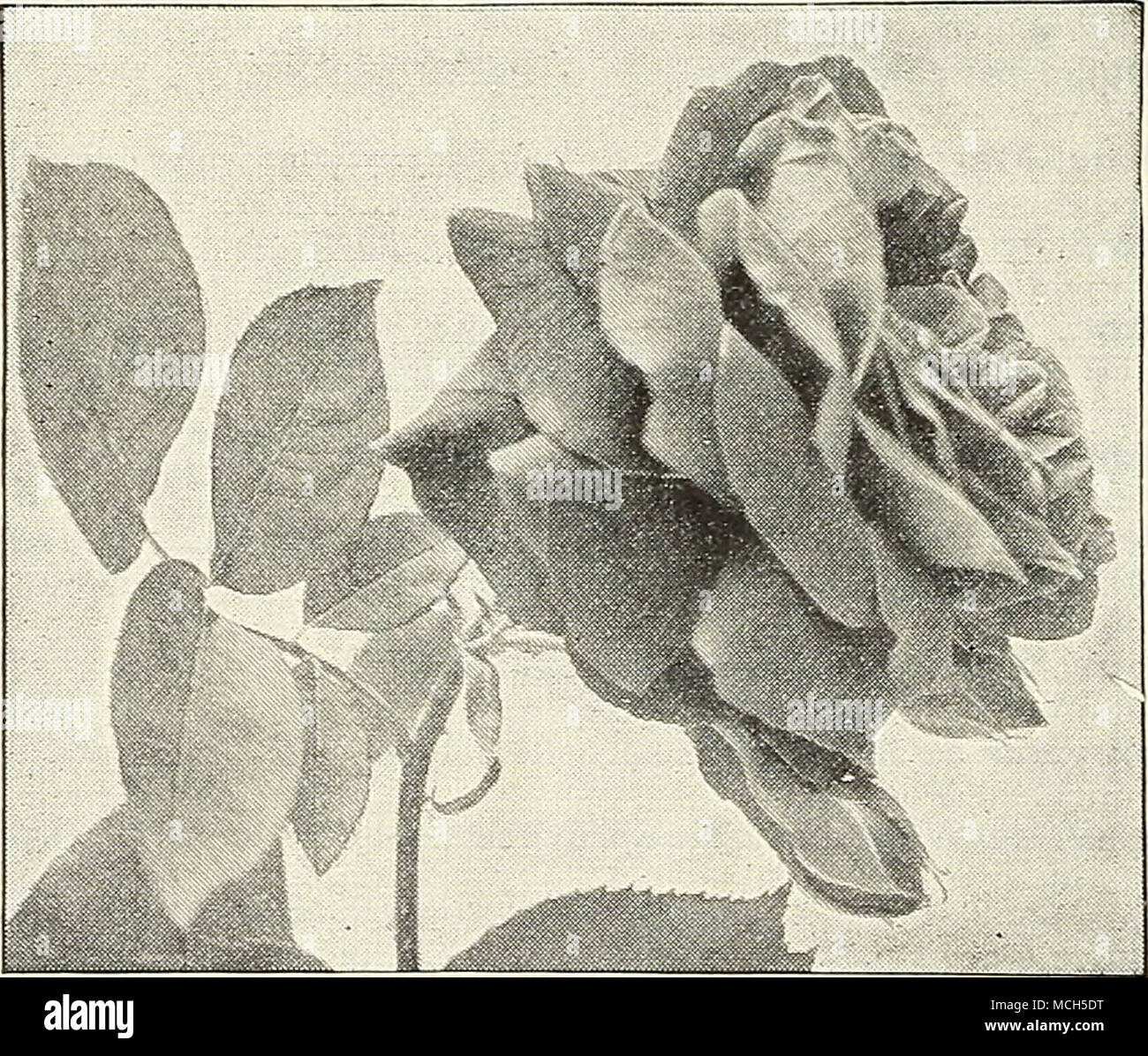 . Rose, Prince Camille de Rohan. Rose, Ulrich Brunner. General ...