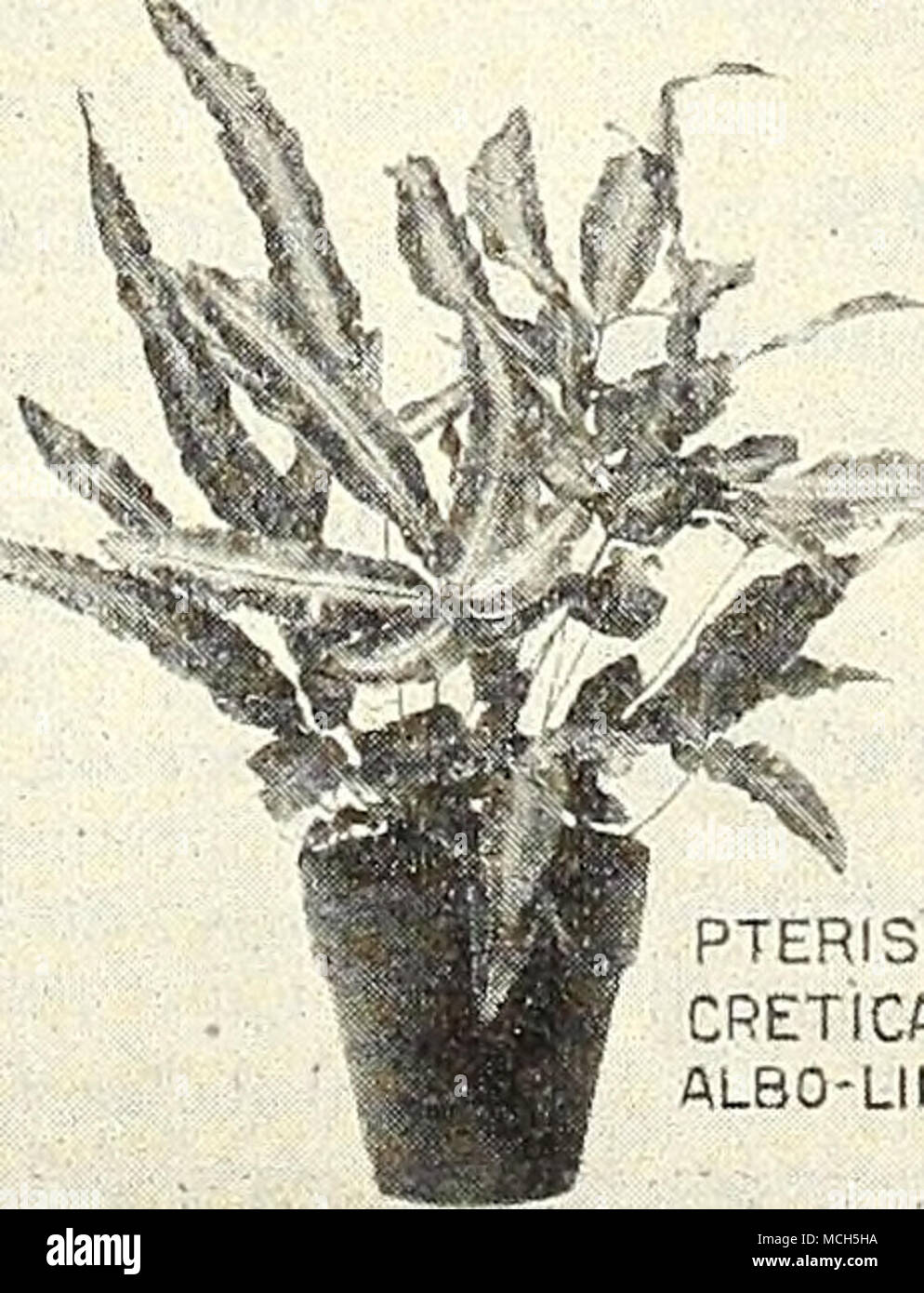 Pteris cretica hi-res stock photography and images - Alamy