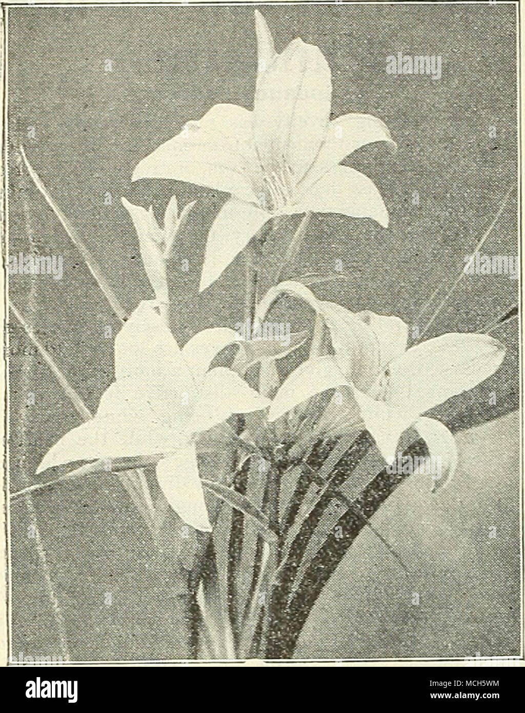 . A cross between the dwarf early-flower flowering /. ger7)ianica ...