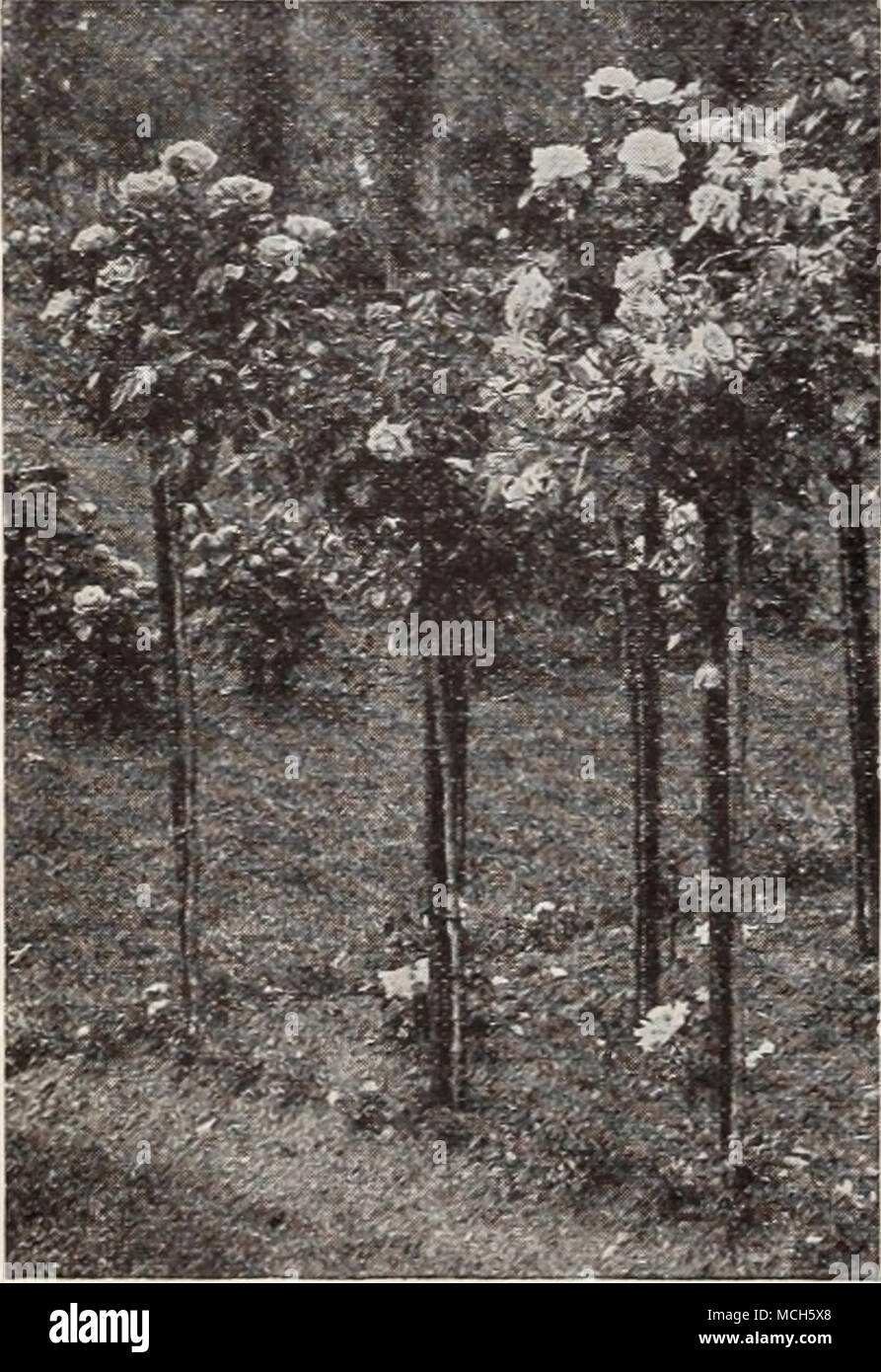 . Tree-Shaped Roses Tree-Shaped Roses We are pleased to be able to ...