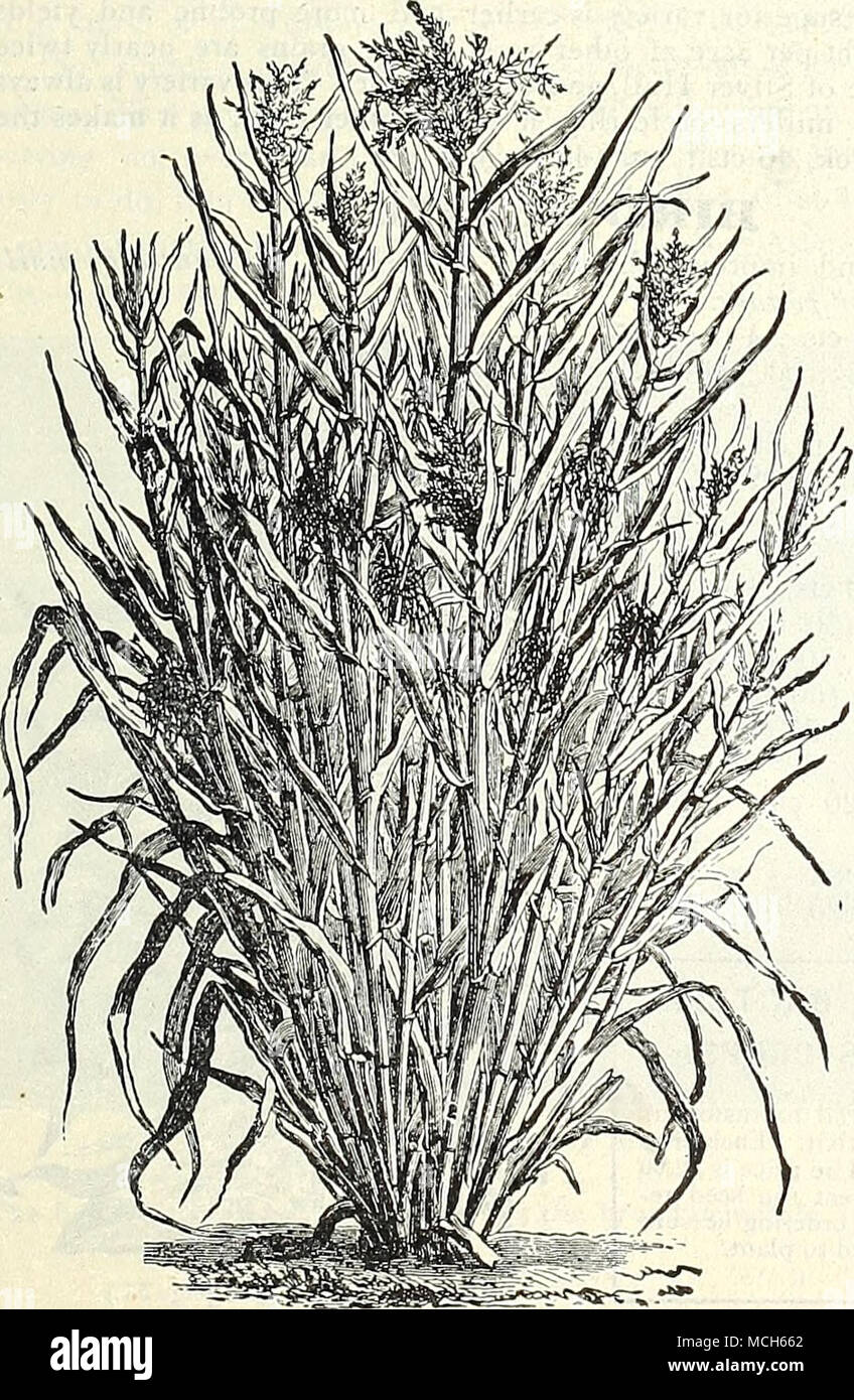 Bushel green beans hi-res stock photography and images - Alamy