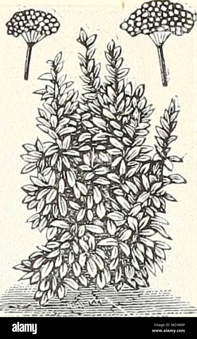 . Sweet Marjokam!. Sage Vegetable Plants and Roots Stock Photo - Alamy