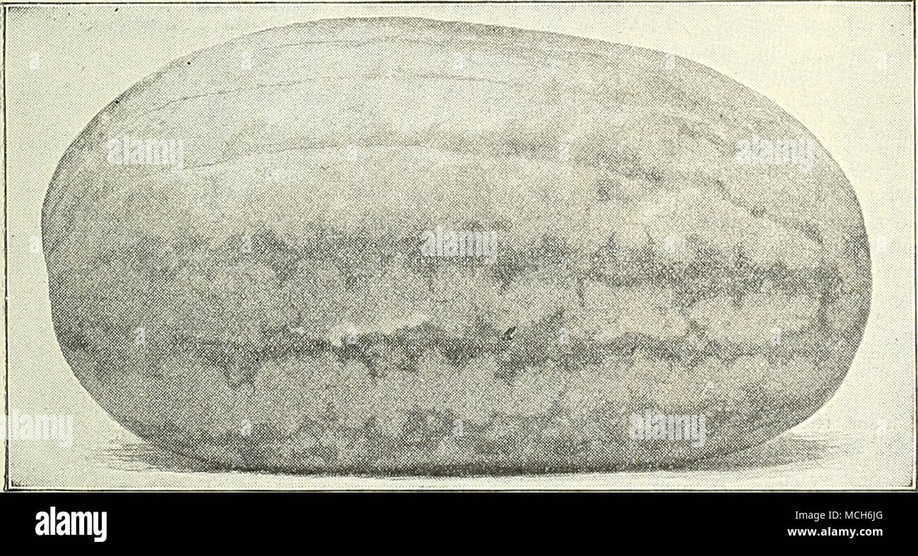 Mammoth ironclad watermelon hi-res stock photography and images - Alamy