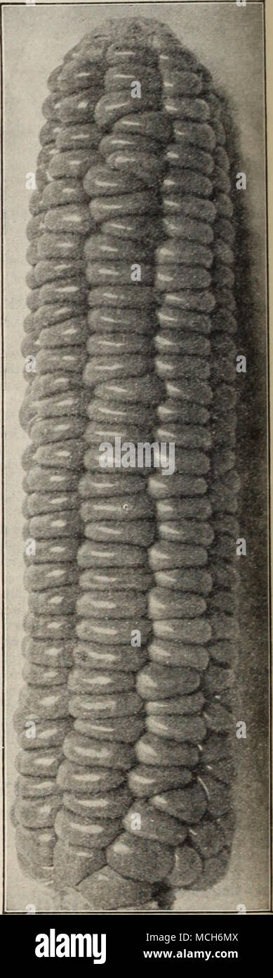 . Golden Gem Sugar Corn ALL VEGETABLE SEEDS in quantities offered in ...