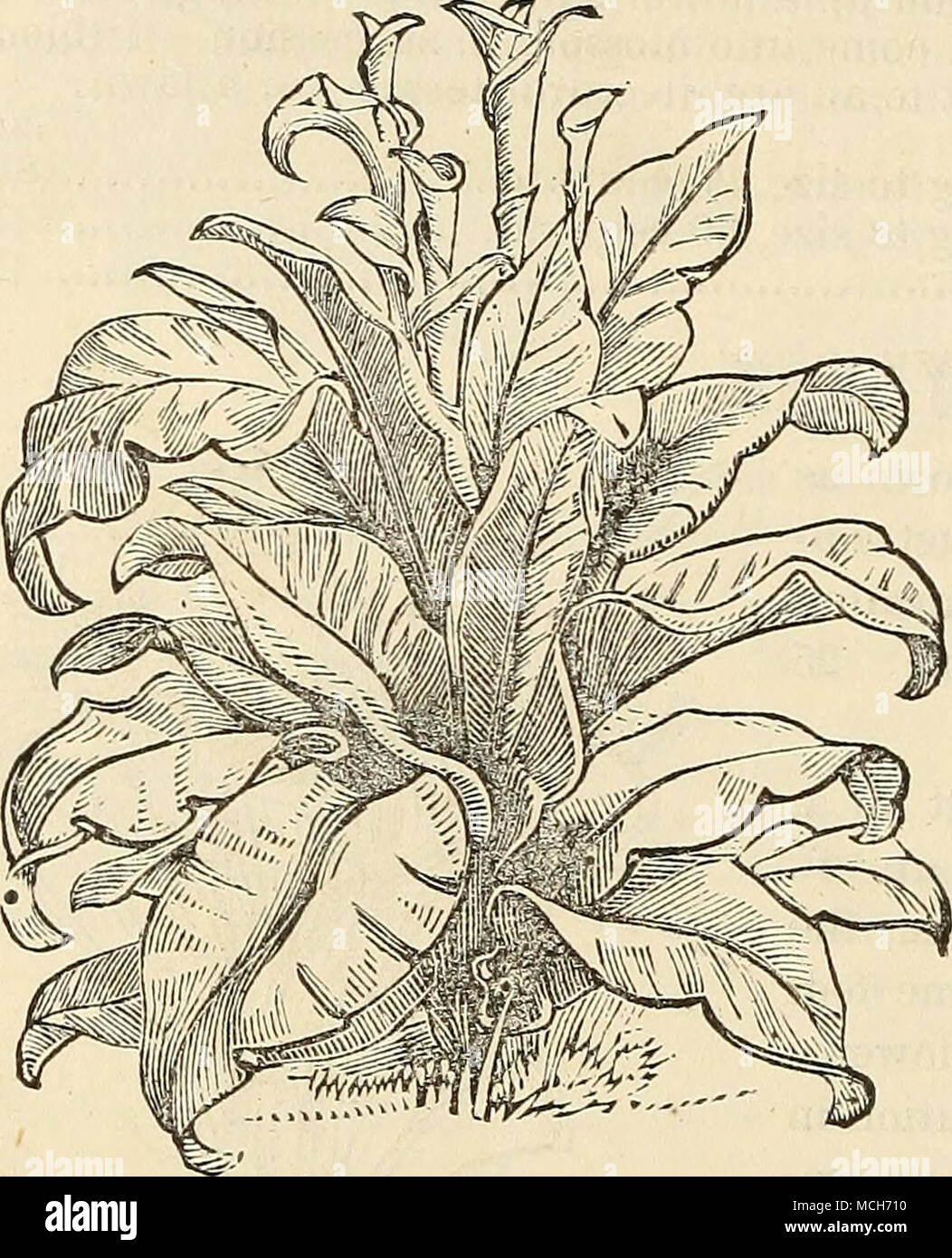 Oip hi-res stock photography and images - Alamy