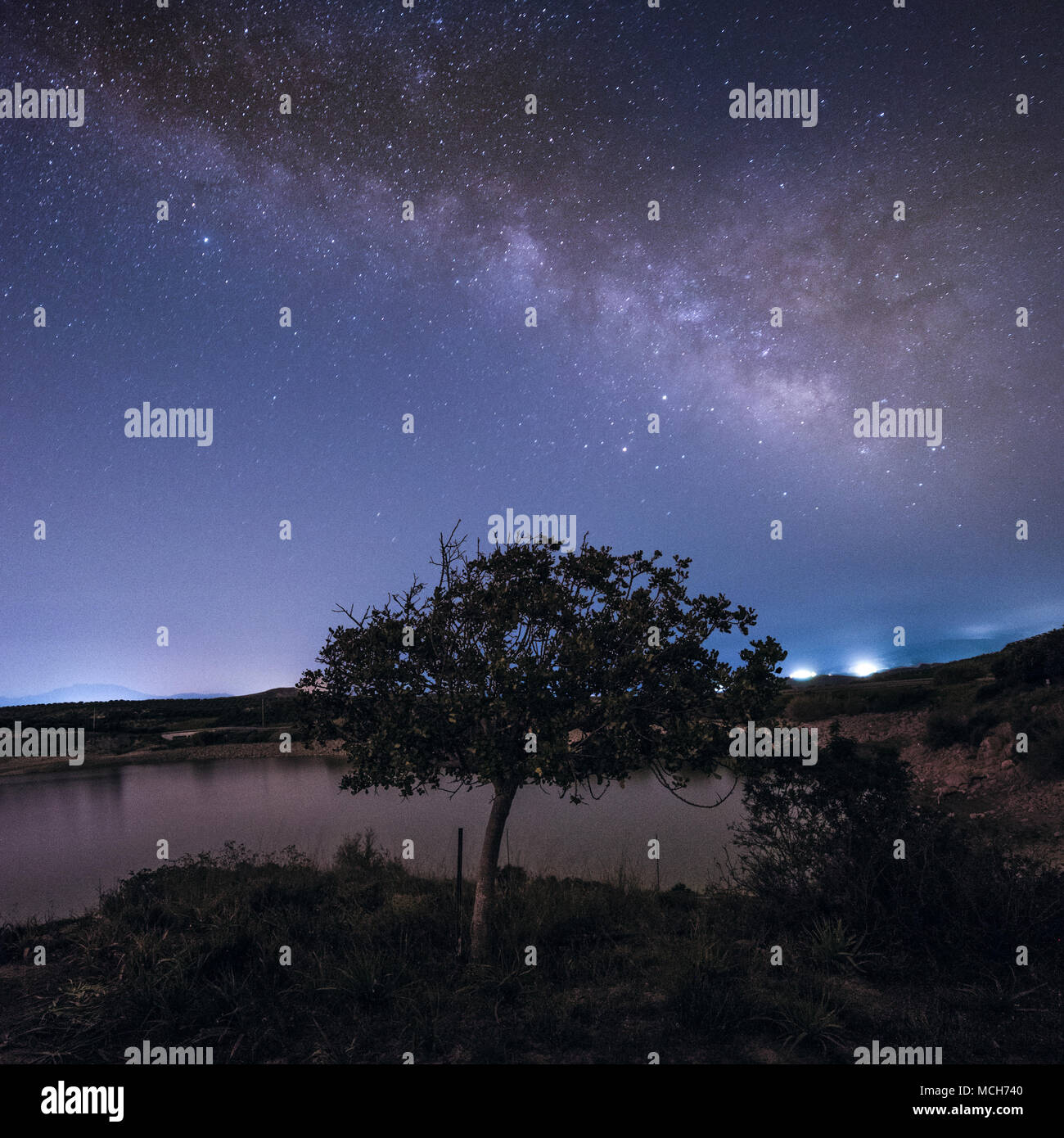 The tree of life (Milky way Stock Photo - Alamy