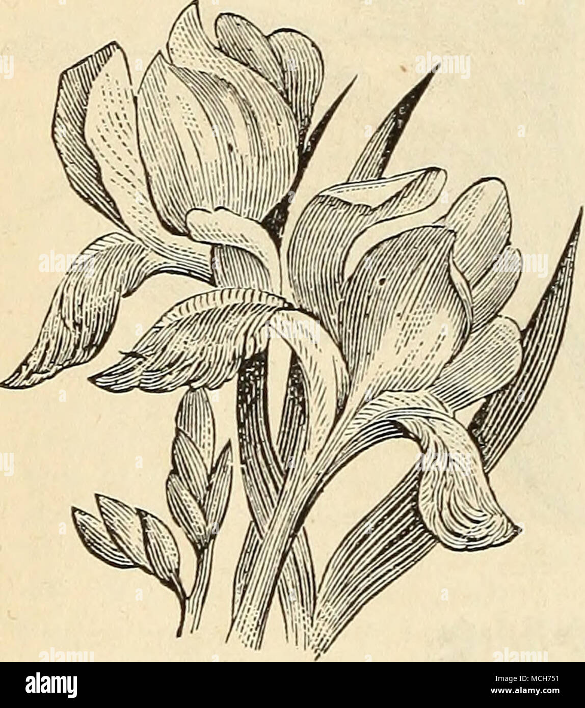 Persian iris hi-res stock photography and images - Alamy