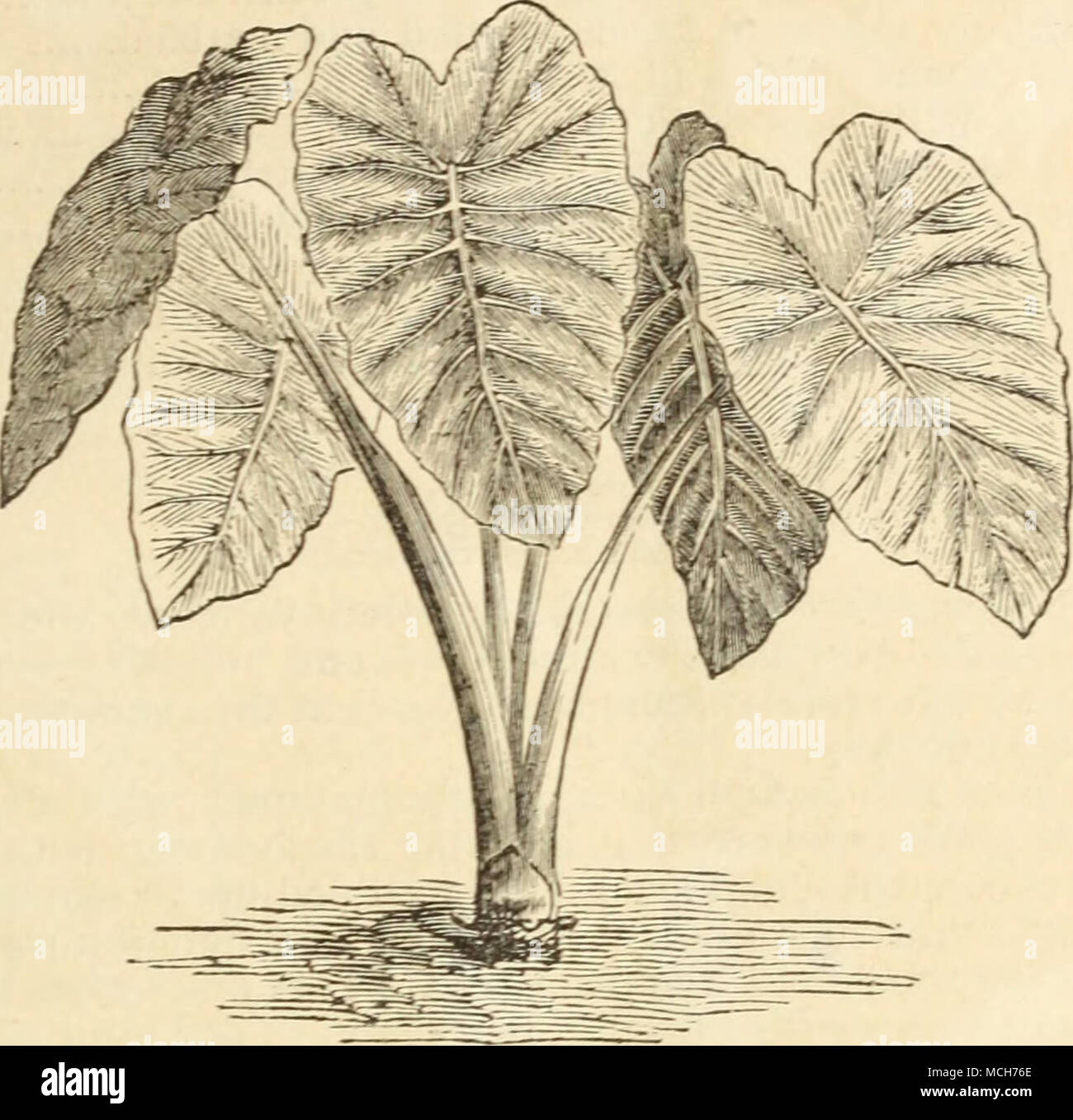 . C0L0CASIA or Caladium Esculentum. One of the most beautiful and ...