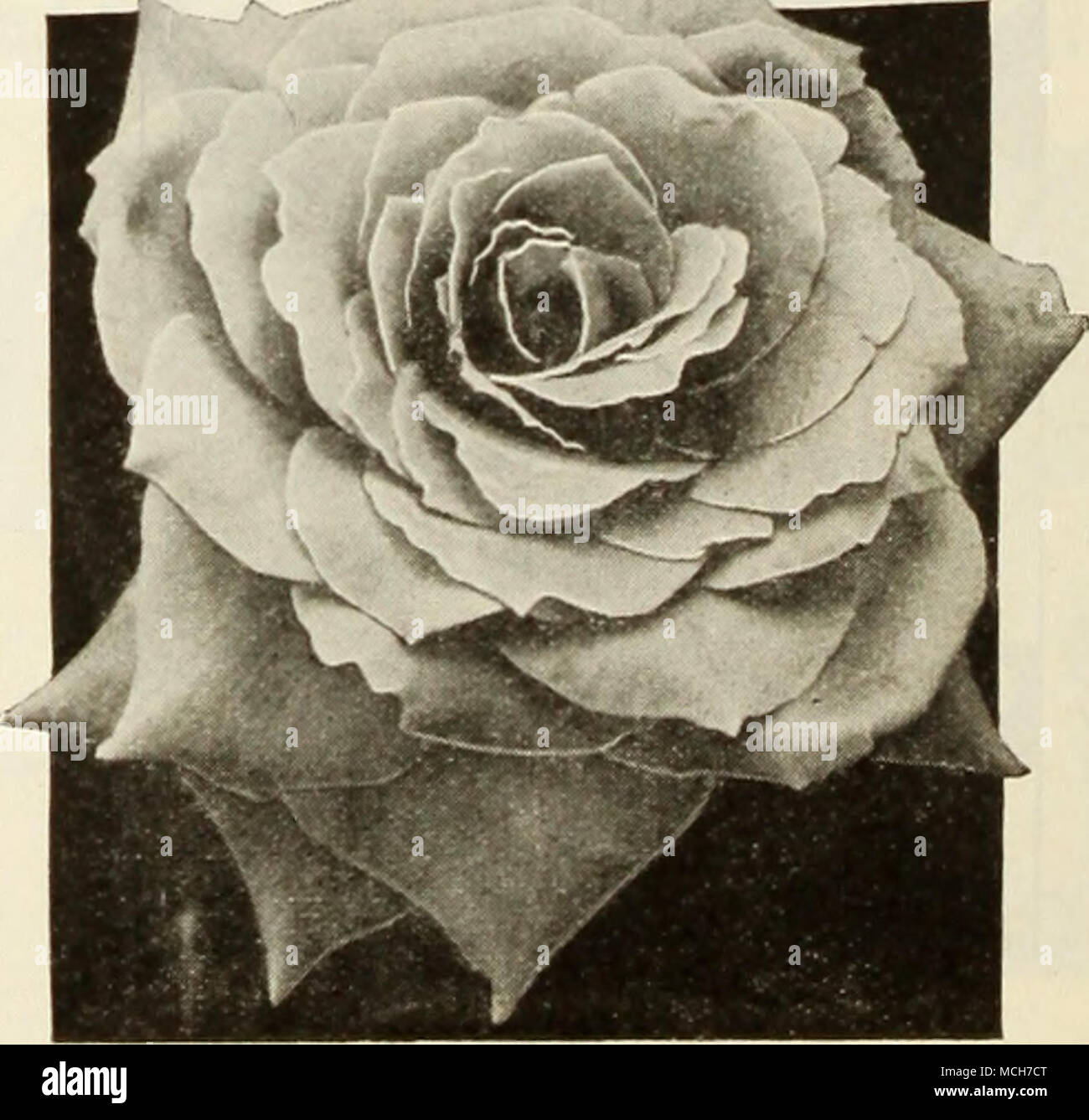 . Mrs, J. D. Lisele Mrs. J. D. Eisele—The Perfumed Rose (Howard & Smith ...
