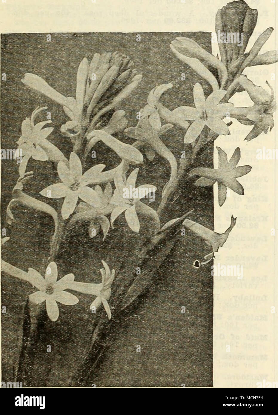 Tuberoses hi-res stock photography and images - Alamy