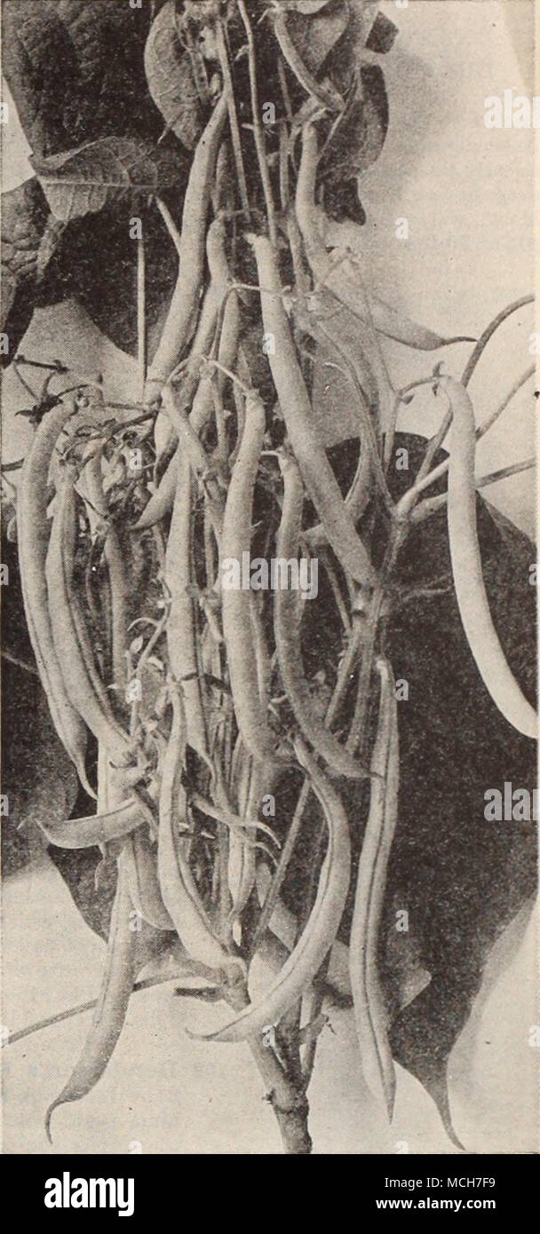 Fleshy appearance hi-res stock photography and images - Alamy