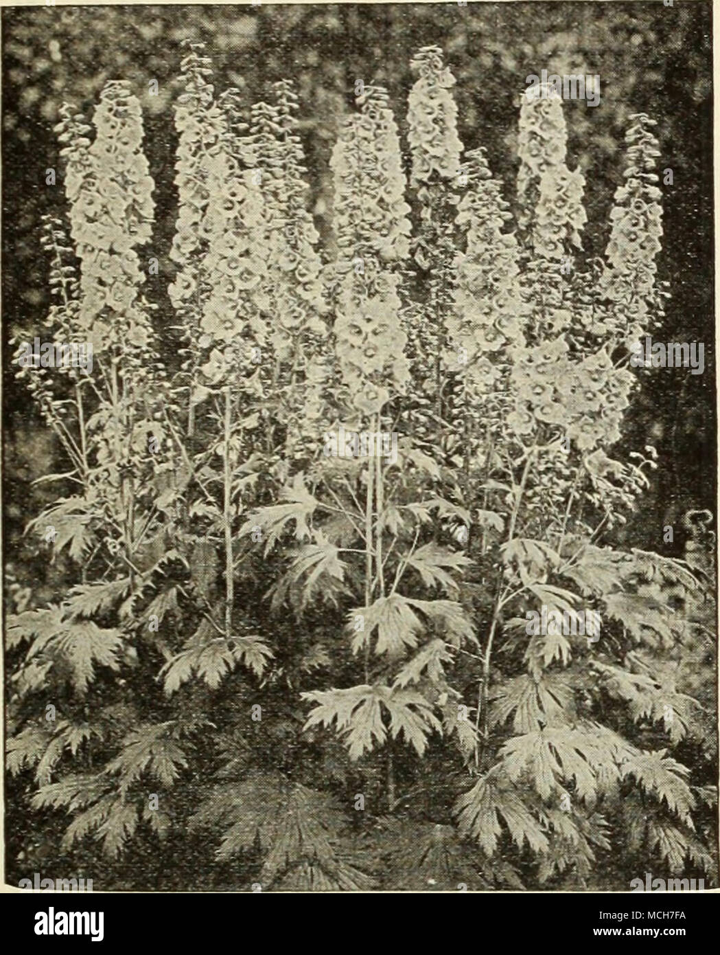 . Dreer's De Luxe Hybrid Delphiniums Dreer's De Luxe Hybrid Delphiniums ...