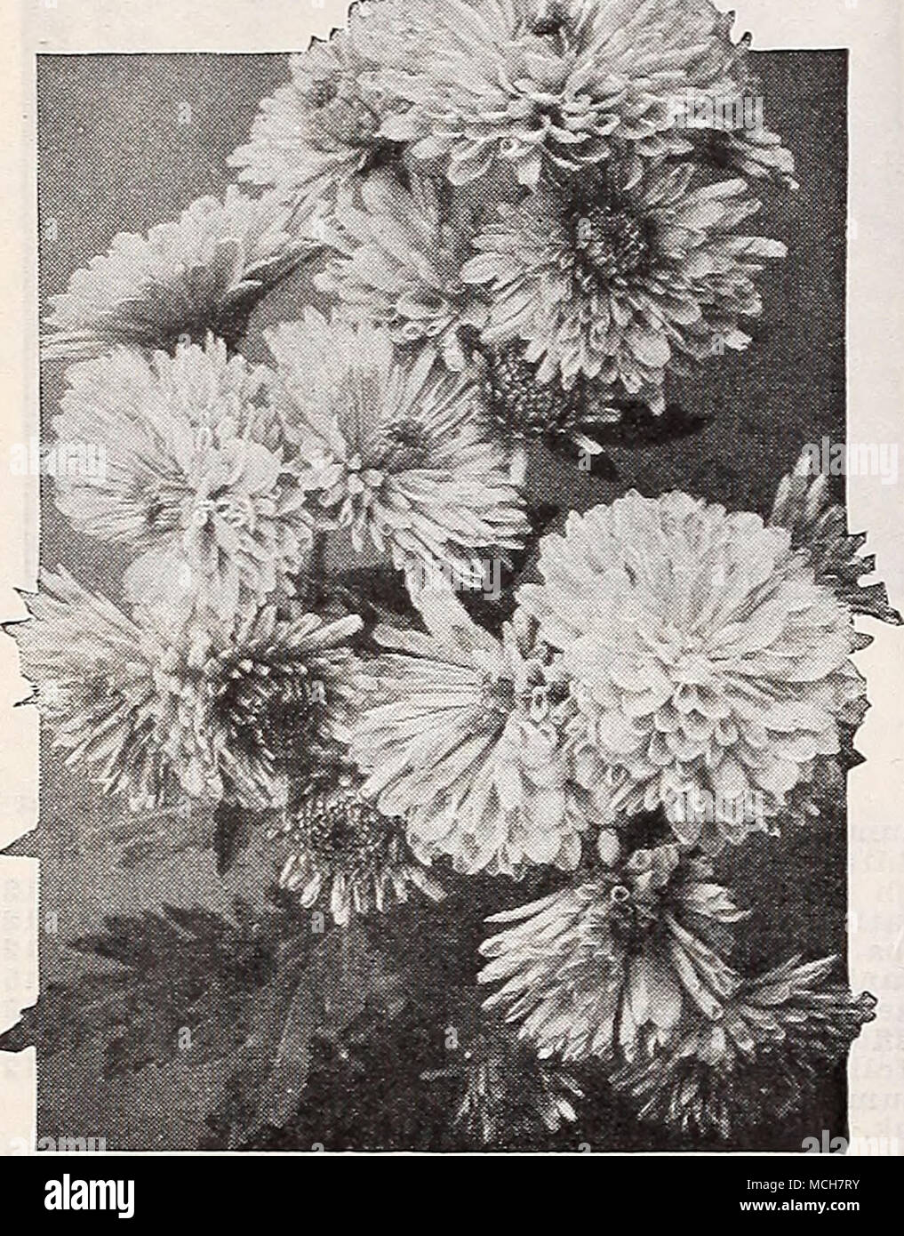 . Chestnut Burr *Cliestnnt Burr. Quaintly formed double blooms of a ...