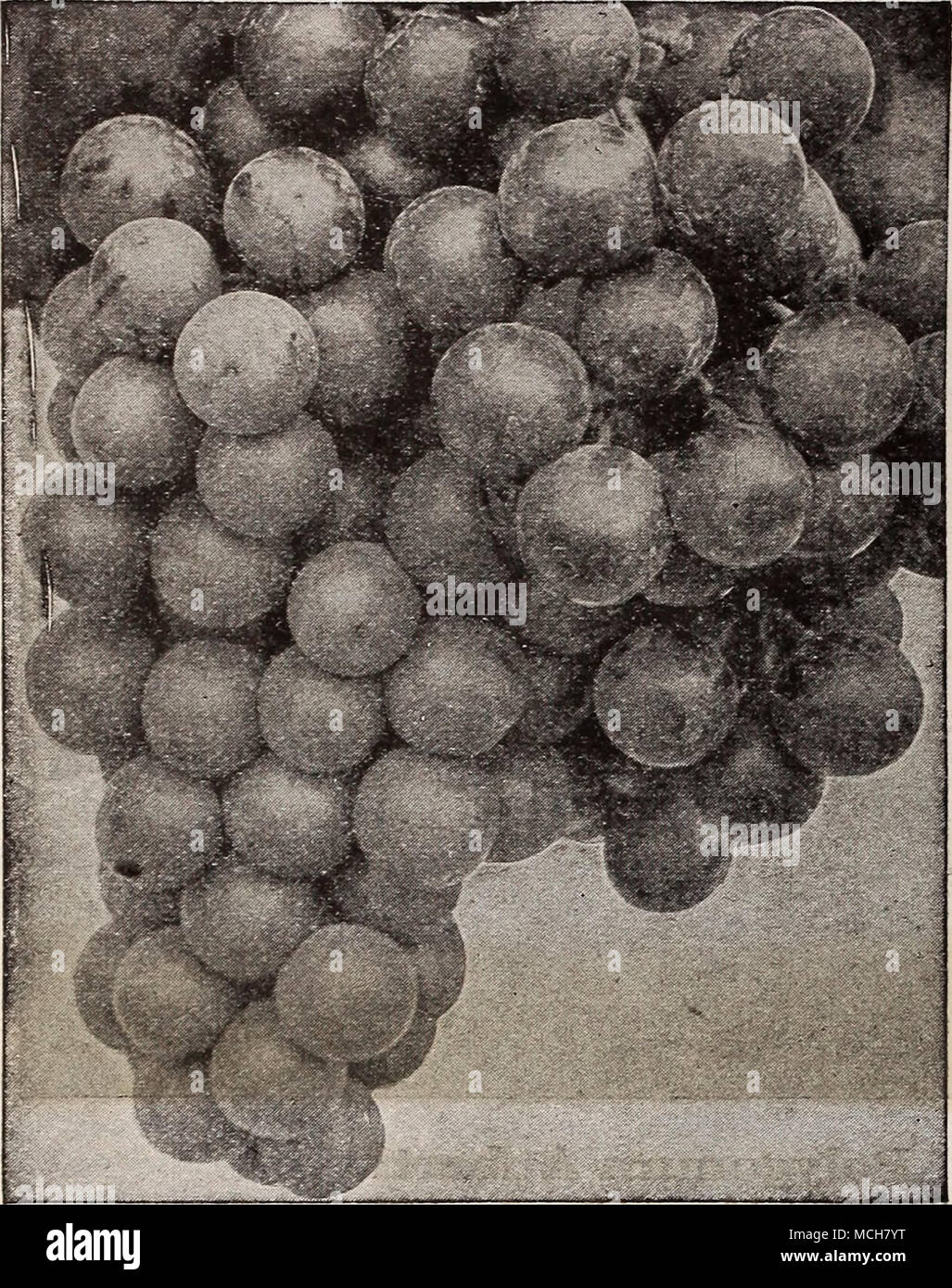 . Two Luscious Hardy Grapes Champagne. This variety is extensively ...