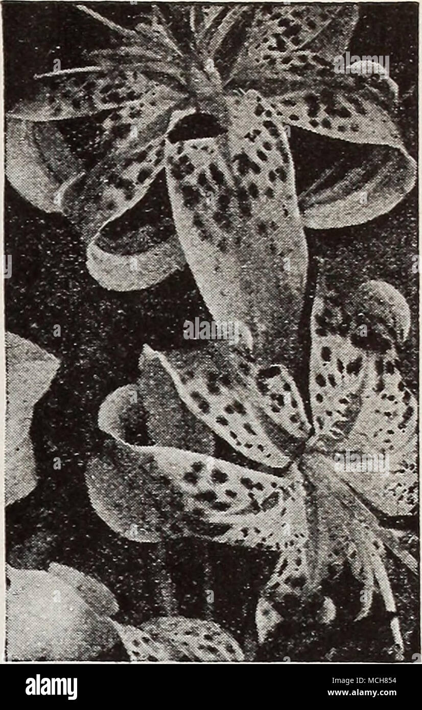 Rubrum lily hi-res stock photography and images - Alamy