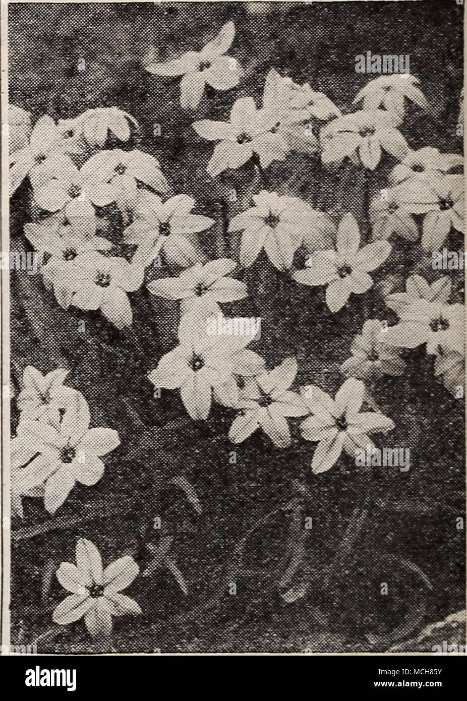 . Triteleia—Spring Starflower Triteleia uniflora Spring Starflower This ...