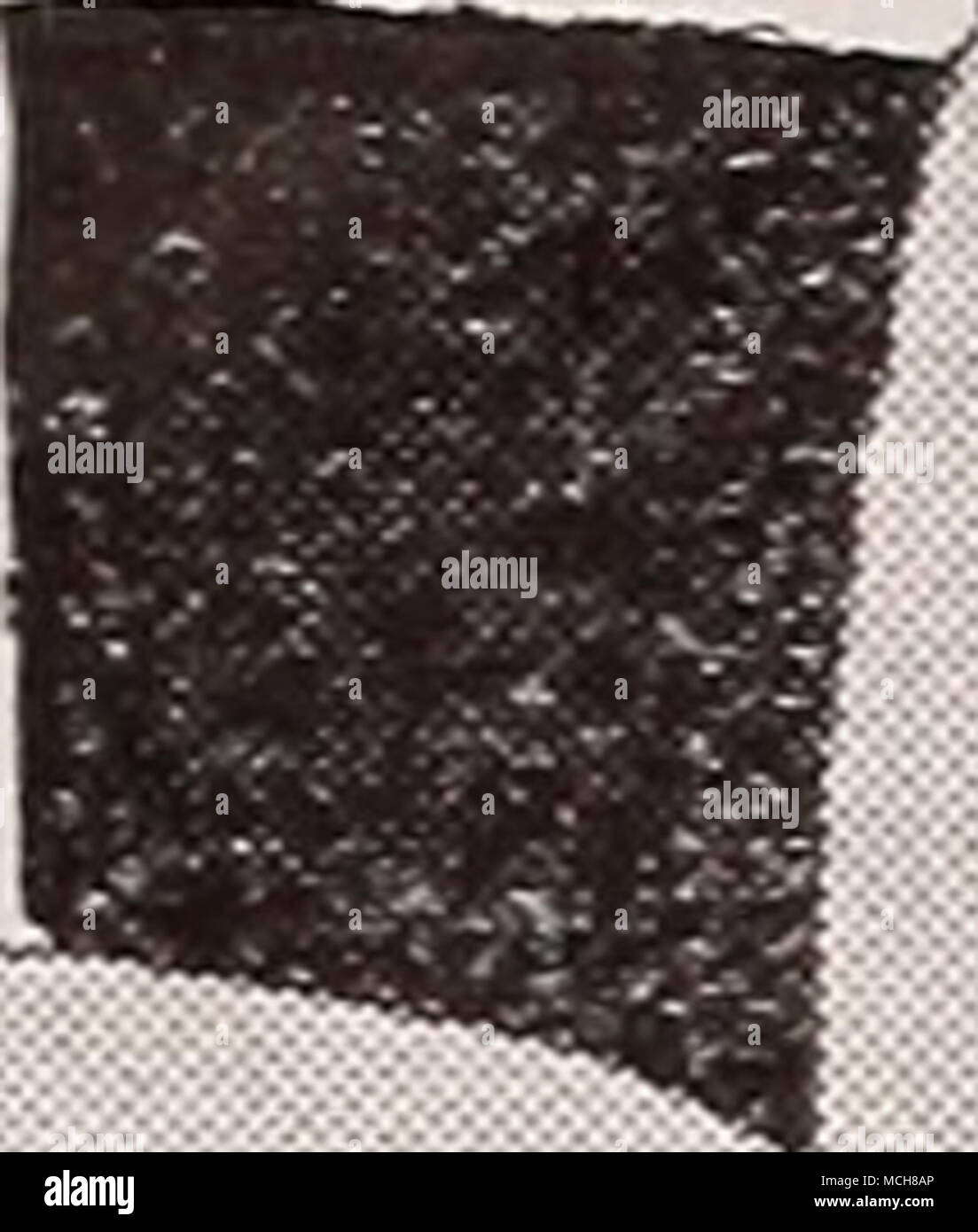 . Dreer's Super Giant Trumpet Make your spring garden more beautiful ...