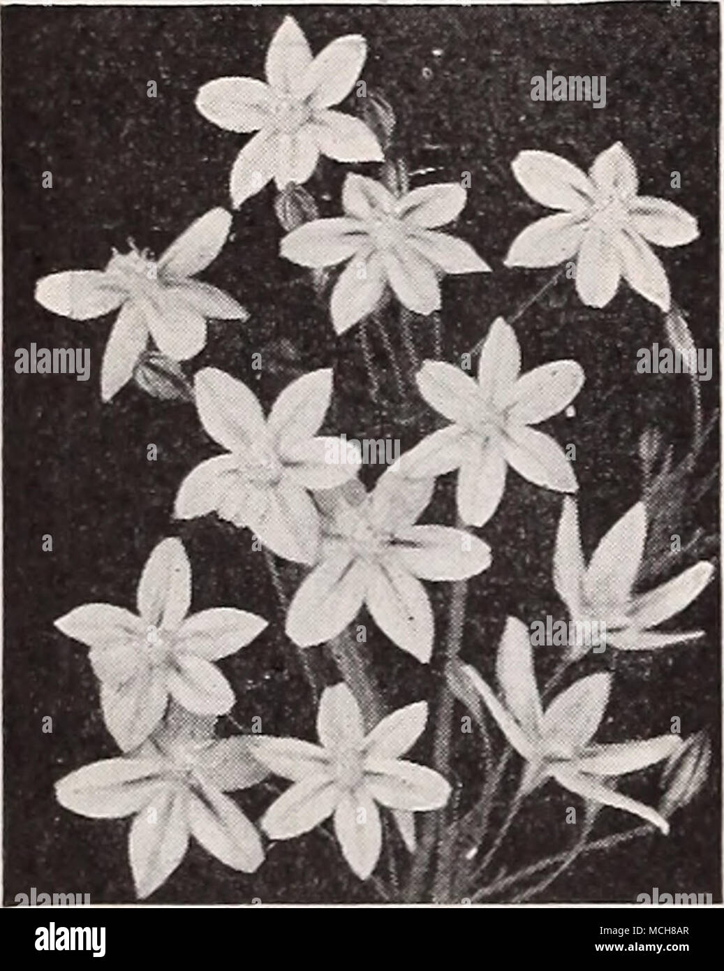 . Brodiaea—A native of our Far West Stock Photo - Alamy