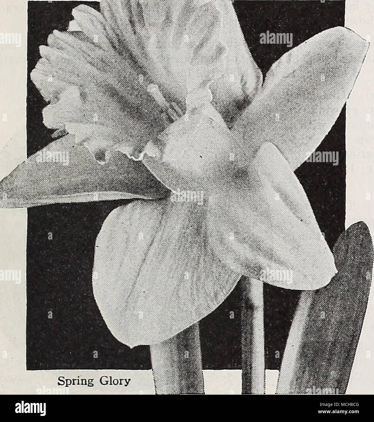 . Spring Glory Spring Glory. This is an exceptionally fine bicolor ...