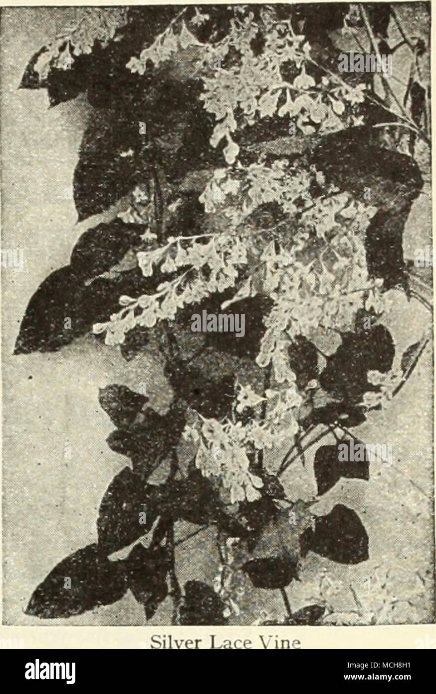 Silver lace vine hi-res stock photography and images - Alamy