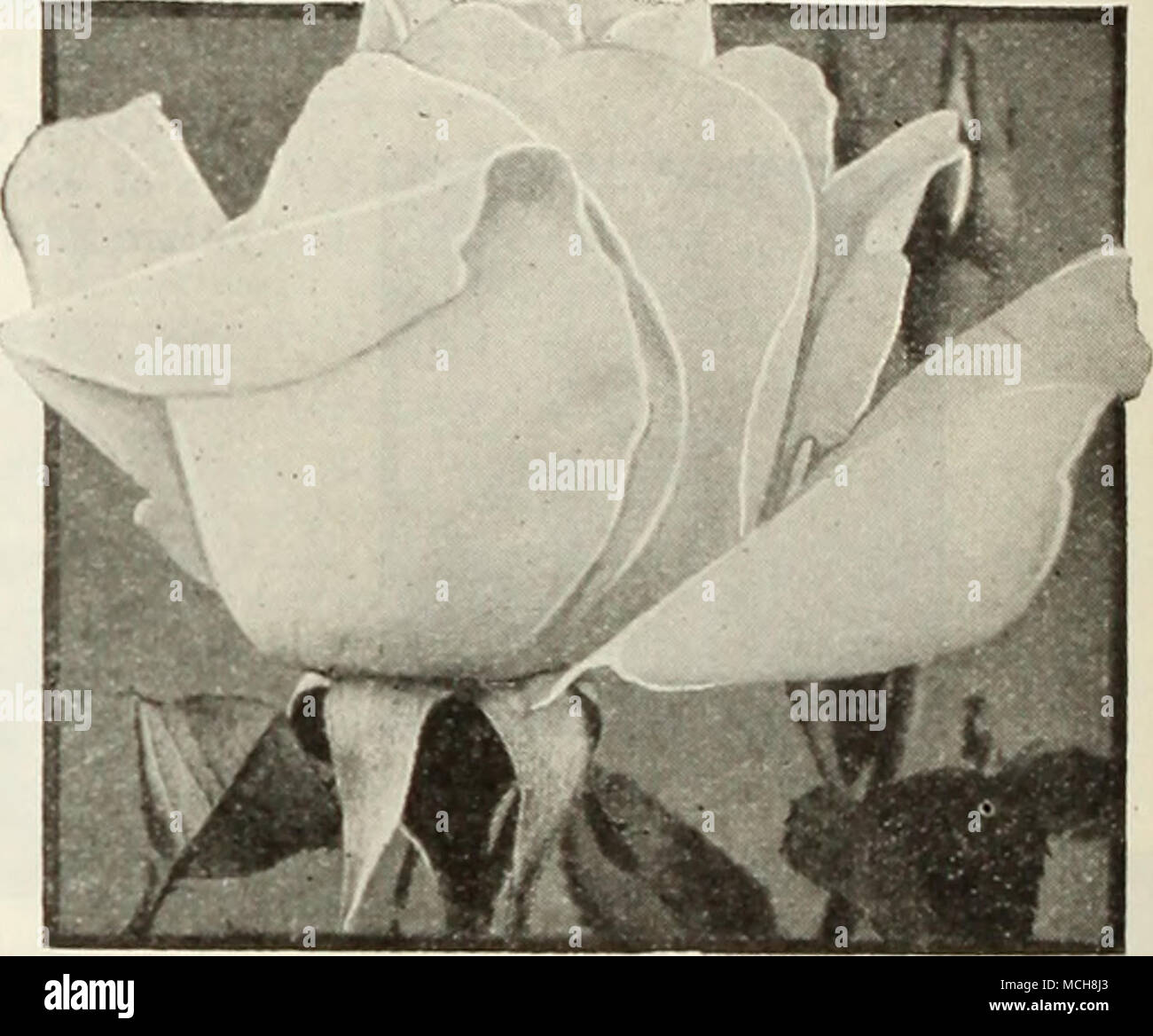 Rapture rose hi-res stock photography and images - Alamy