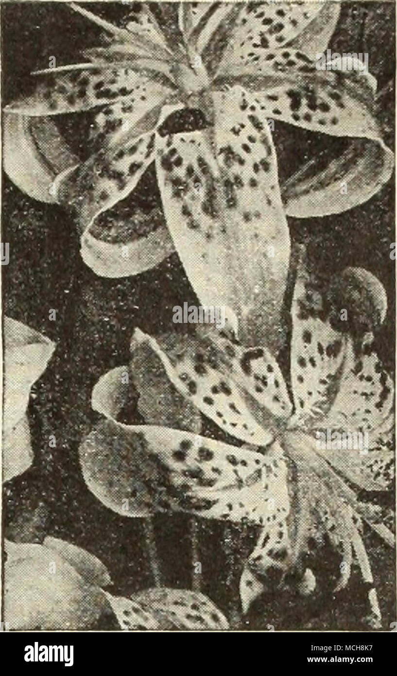 Rubrum lily hi-res stock photography and images - Alamy