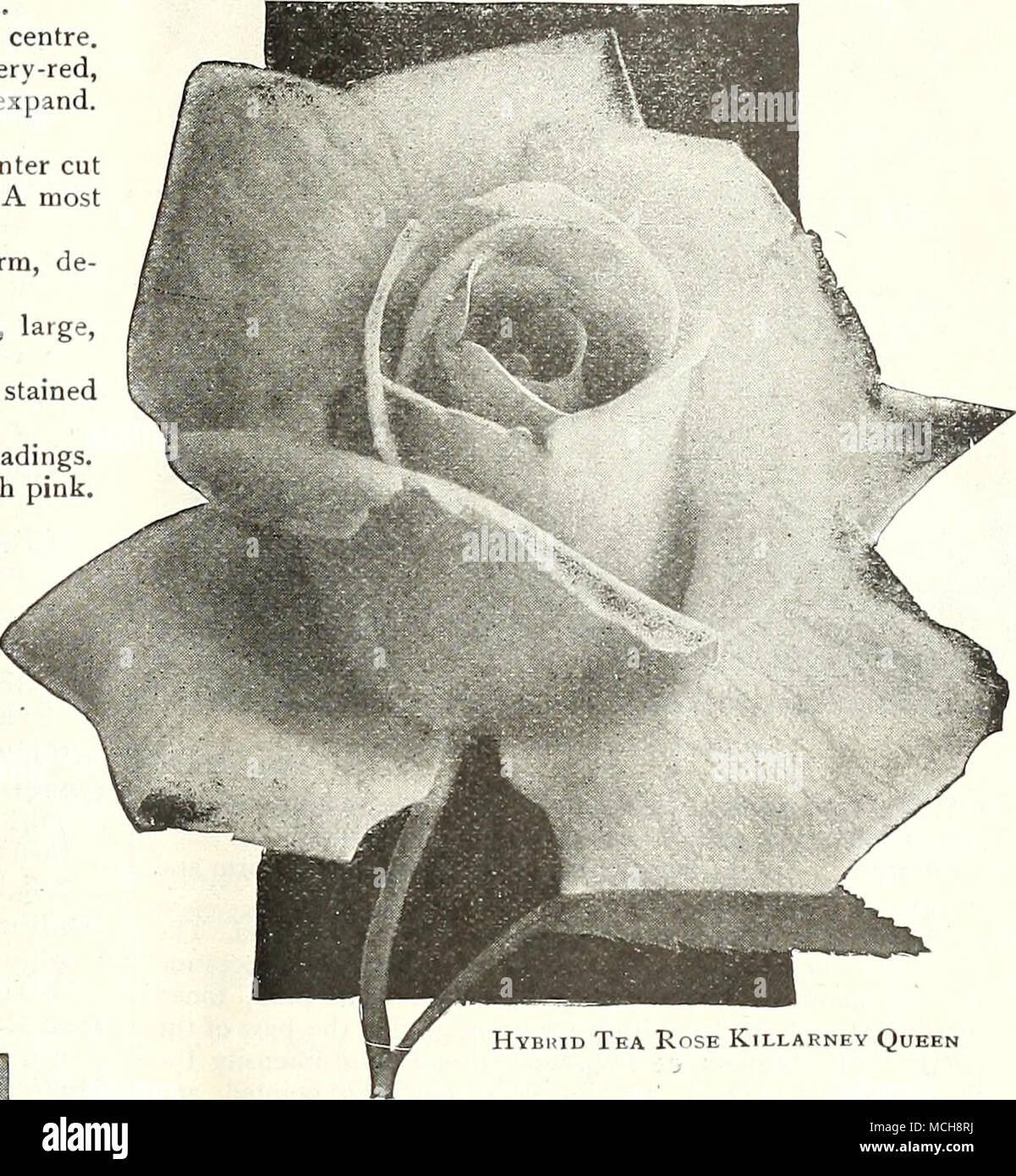 . -O Hybrid'Tea-Rose Columbia Hoosier Beauty. Intense, rich, dazzling ...