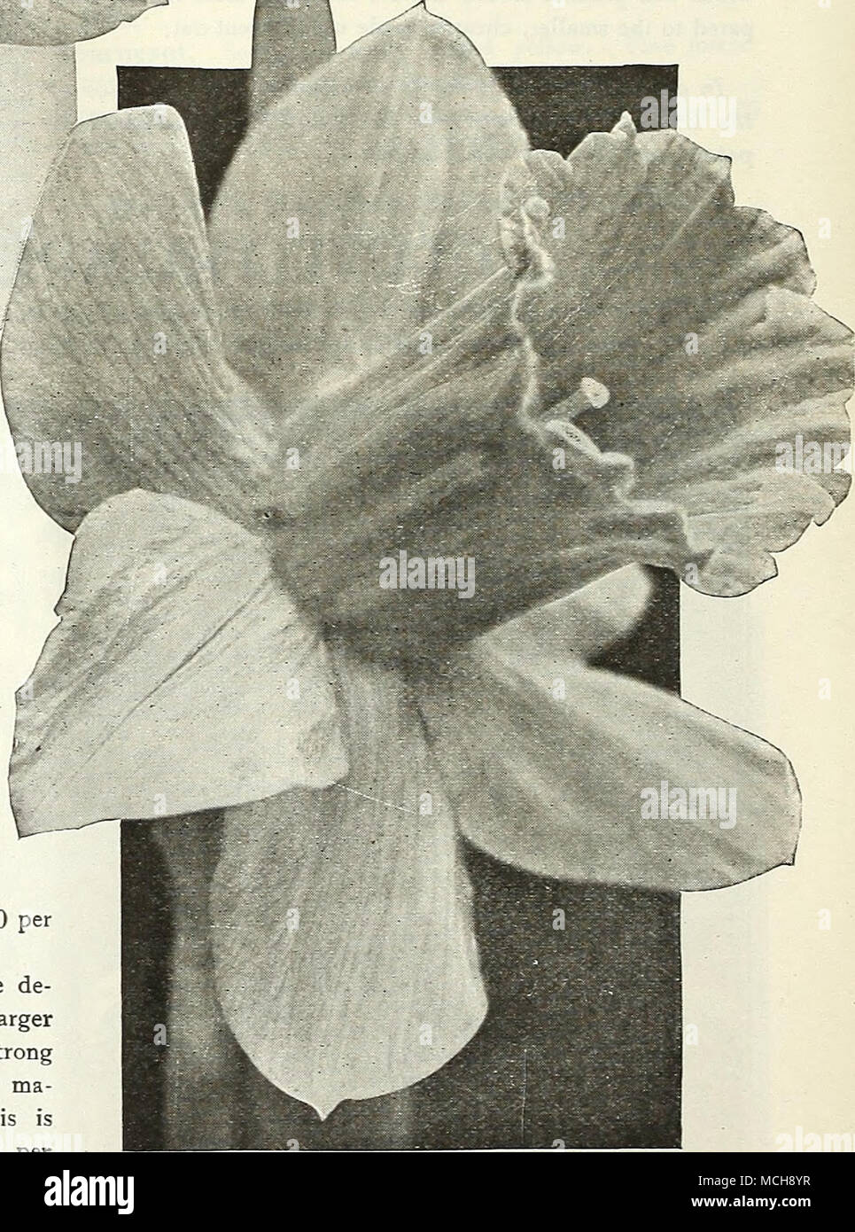 . Giant Trumpet Narcissus, Glory of Leiden NOTE.—All Bulbs, Roots and ...