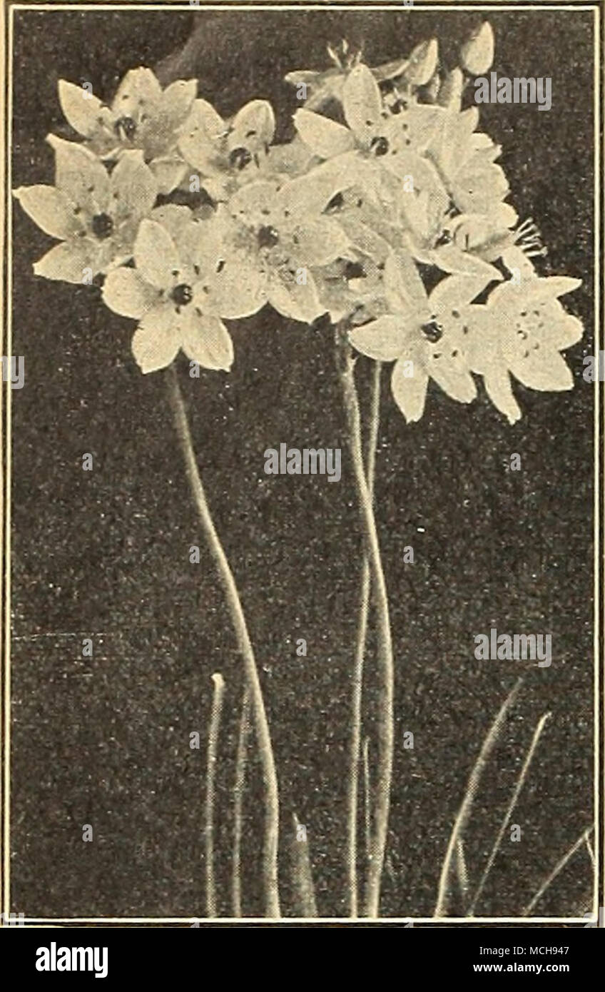 . Ornithogalum Arabicum Ornithogalum 40-3^.0 Arobicum (Arabian Star of ...
