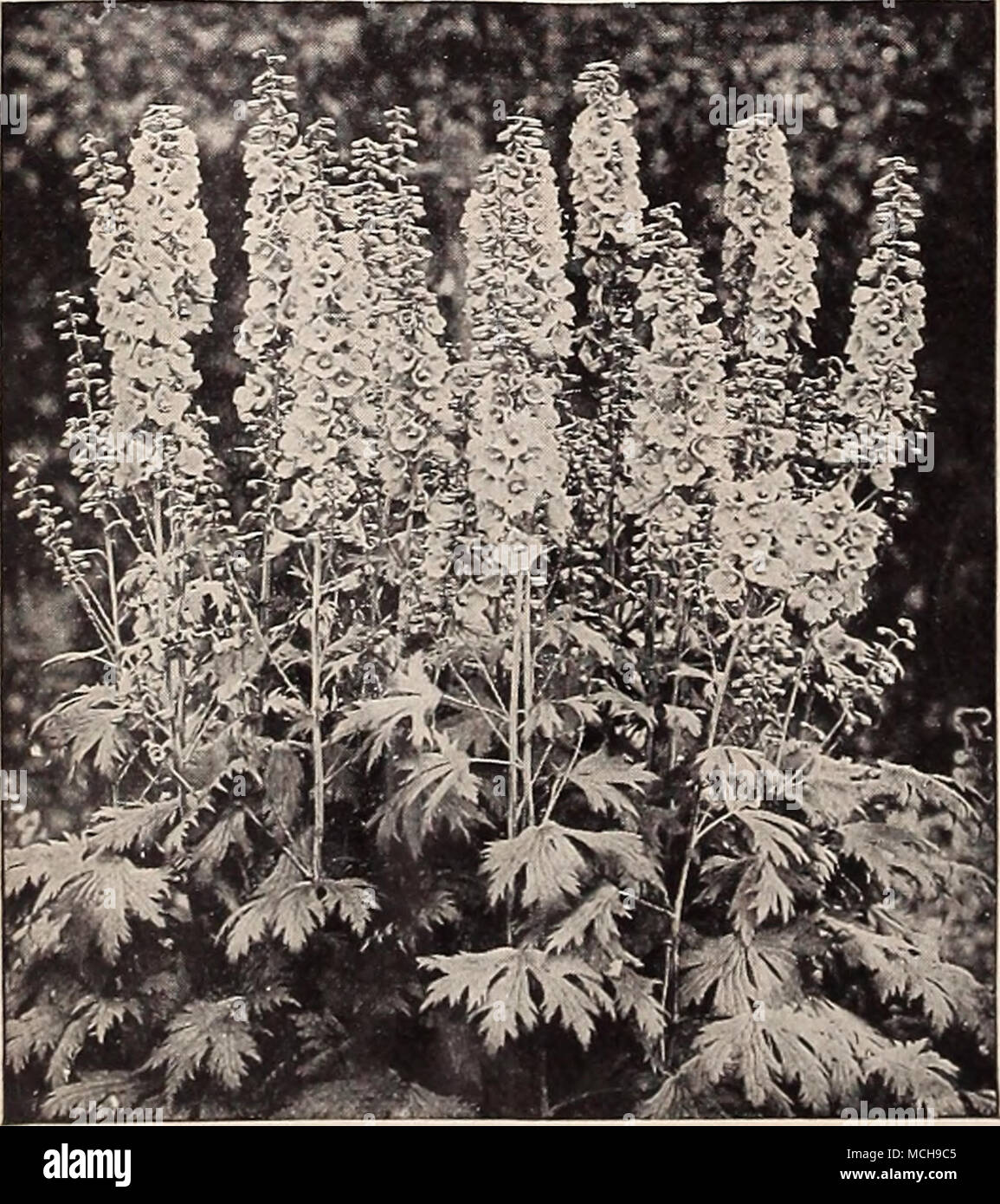 Delphiniums seed hi-res stock photography and images - Alamy