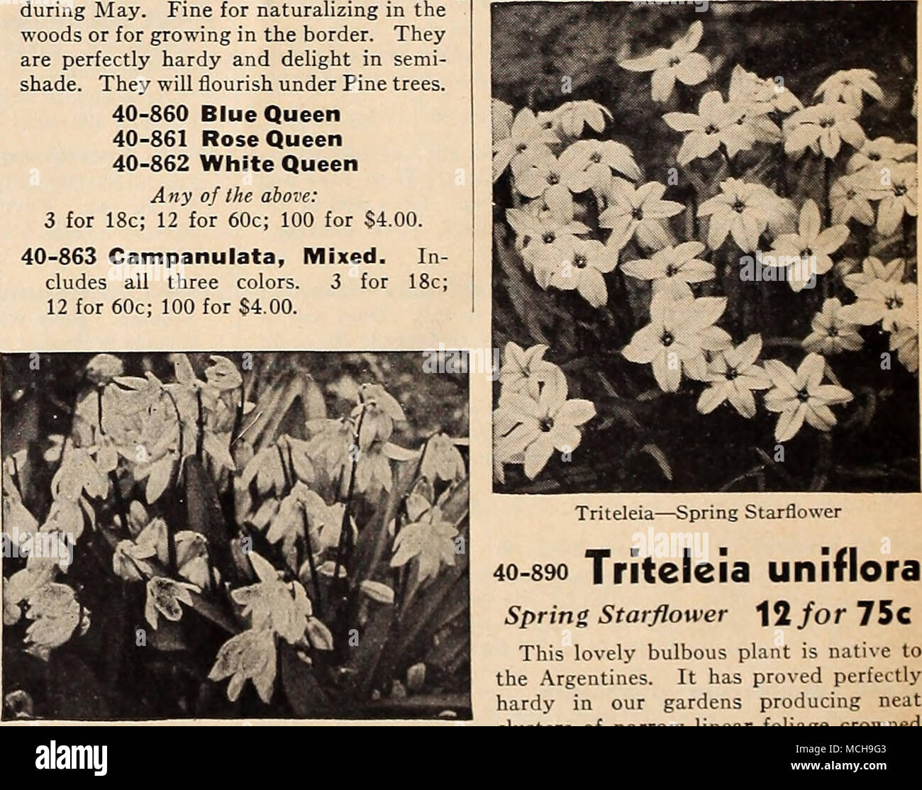 . Triteleia—Spring Starflower 40-890 Triteleia uniflora spring ...
