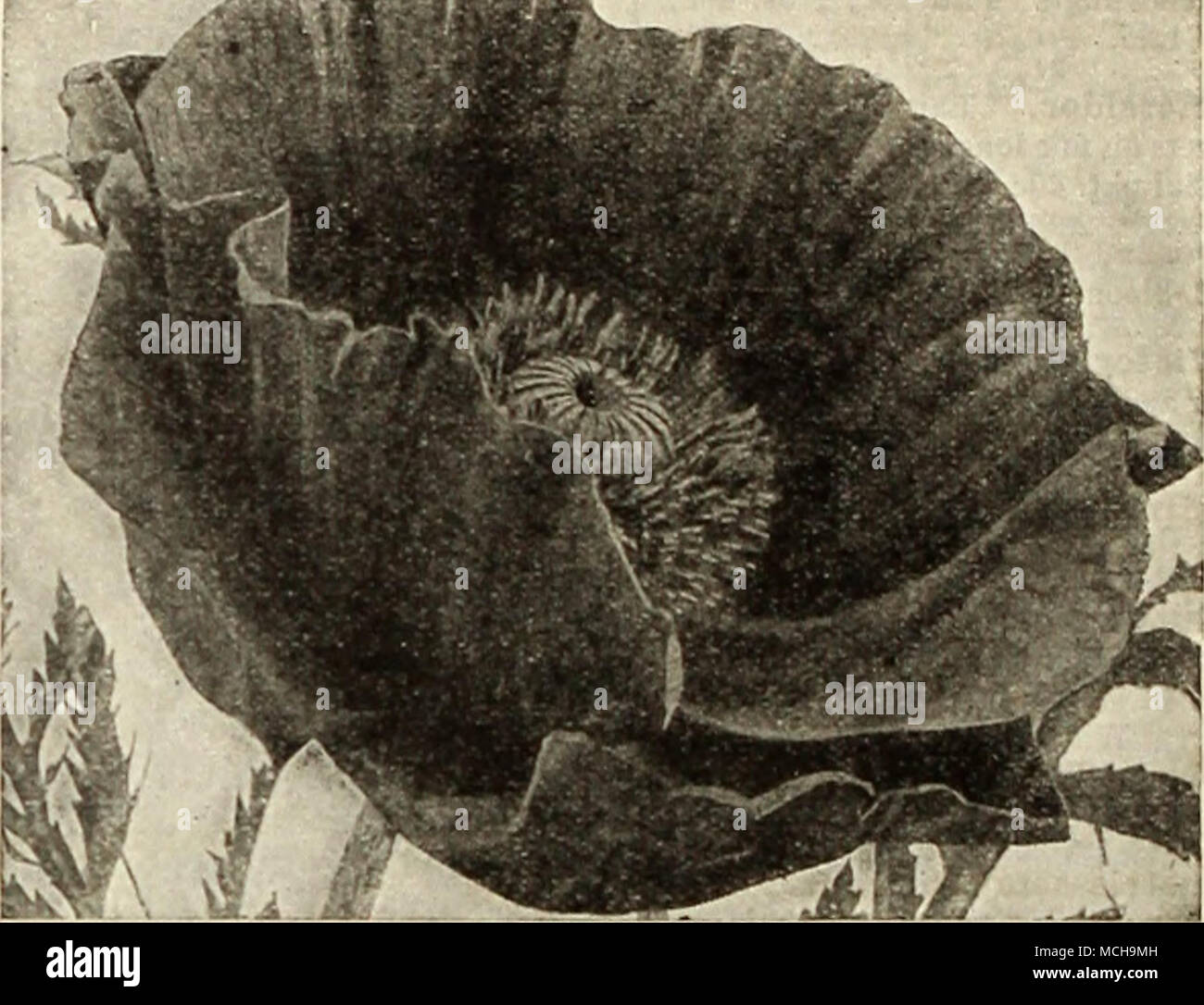 Carneum hi-res stock photography and images - Alamy