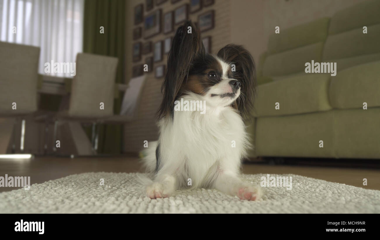 Papillon living hi-res stock photography and images - Alamy