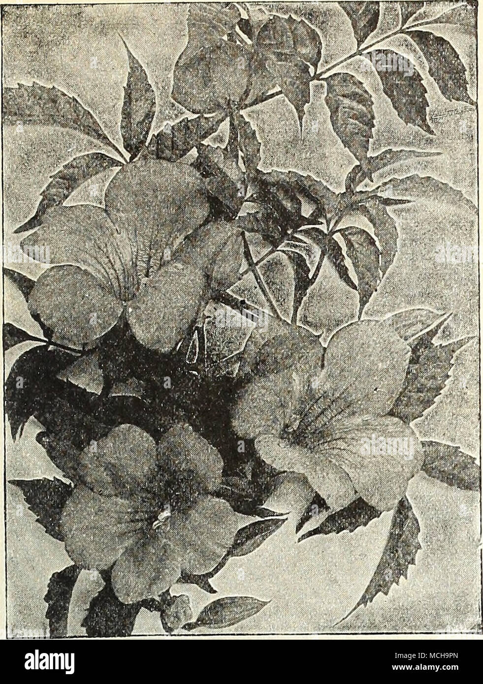 Bignonia chinensis hi-res stock photography and images - Alamy