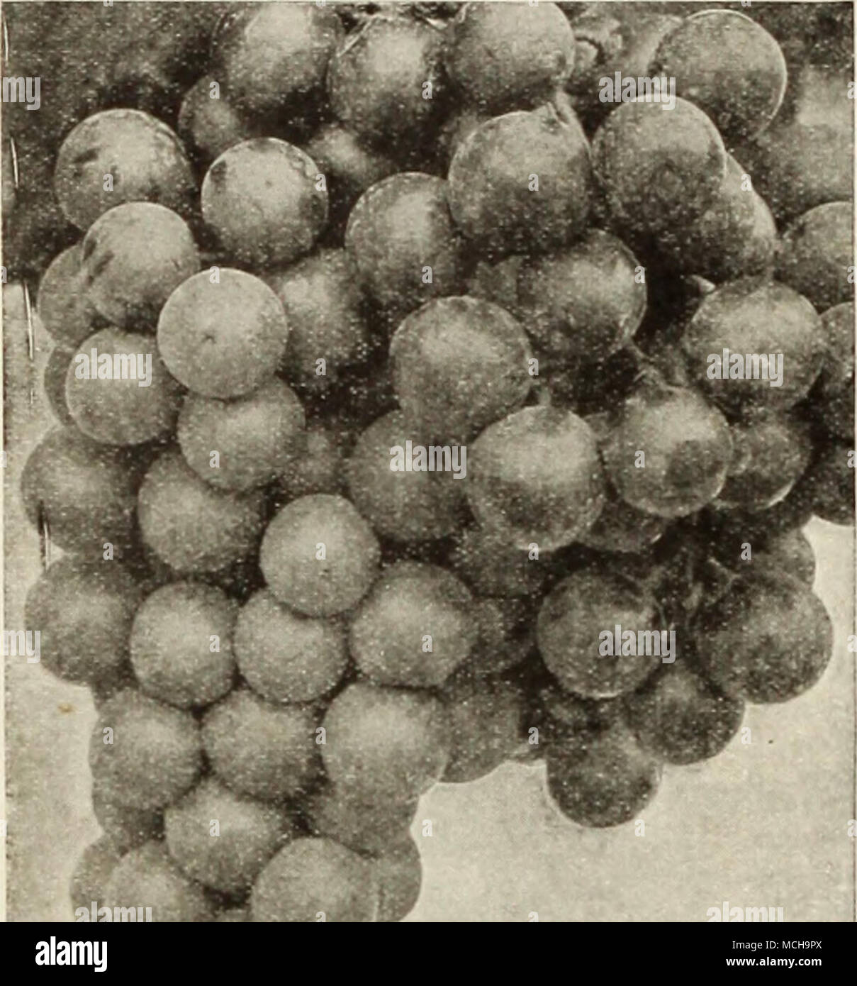 . Two Luscious Hardy Grapes The Caco. A cross between Catawba and ...