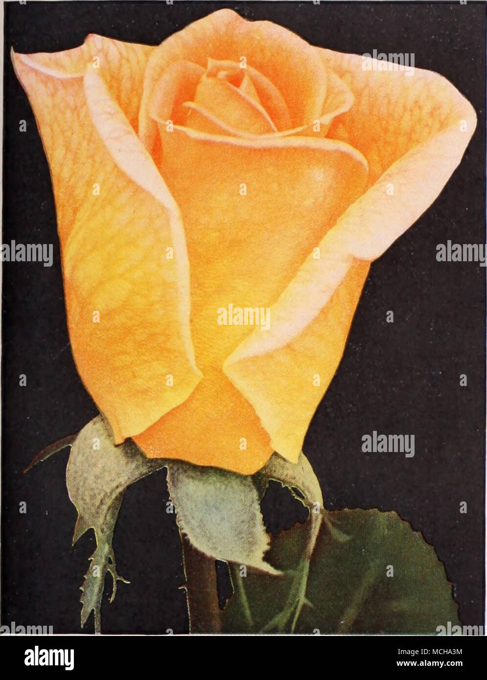 . Hybrid-Tea Rose, Lucie Marie. See page 123 E. G. Hill. Beautiful long ...