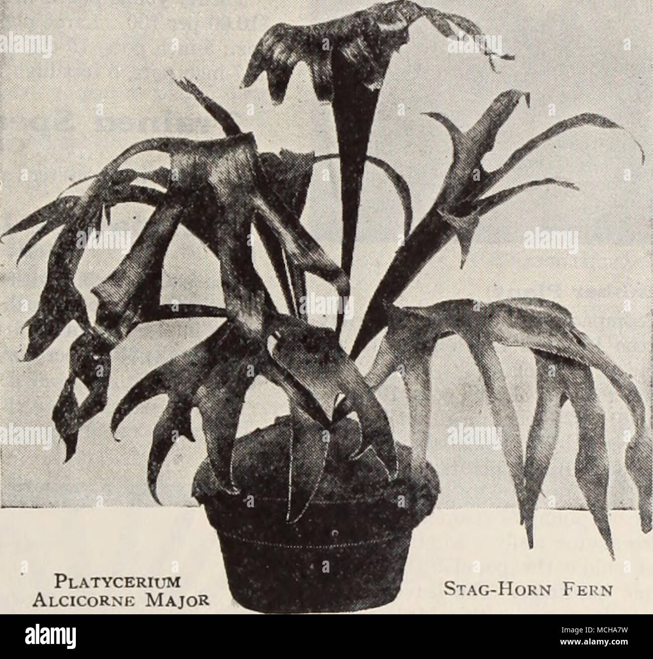 . G-HoKN FEUN Stock Photo - Alamy