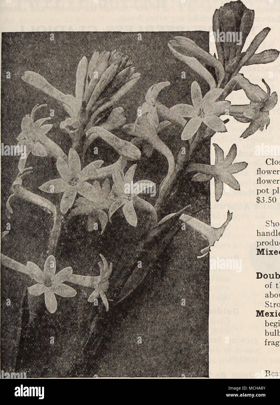 . Mexican Everblooming Single Tuberoses Summer Flowering Bulbs ...