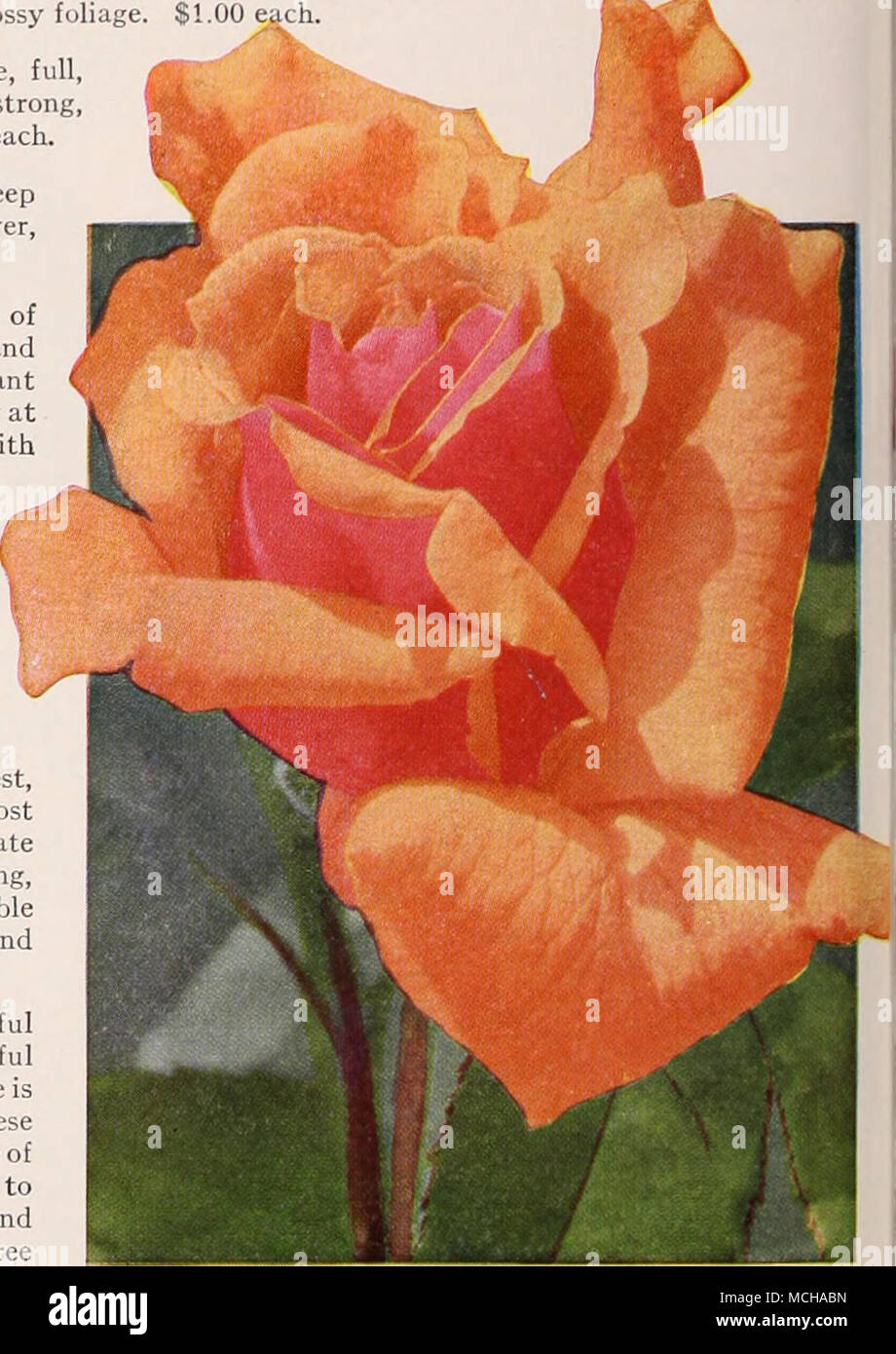 Mcgredy rose hi-res stock photography and images - Alamy