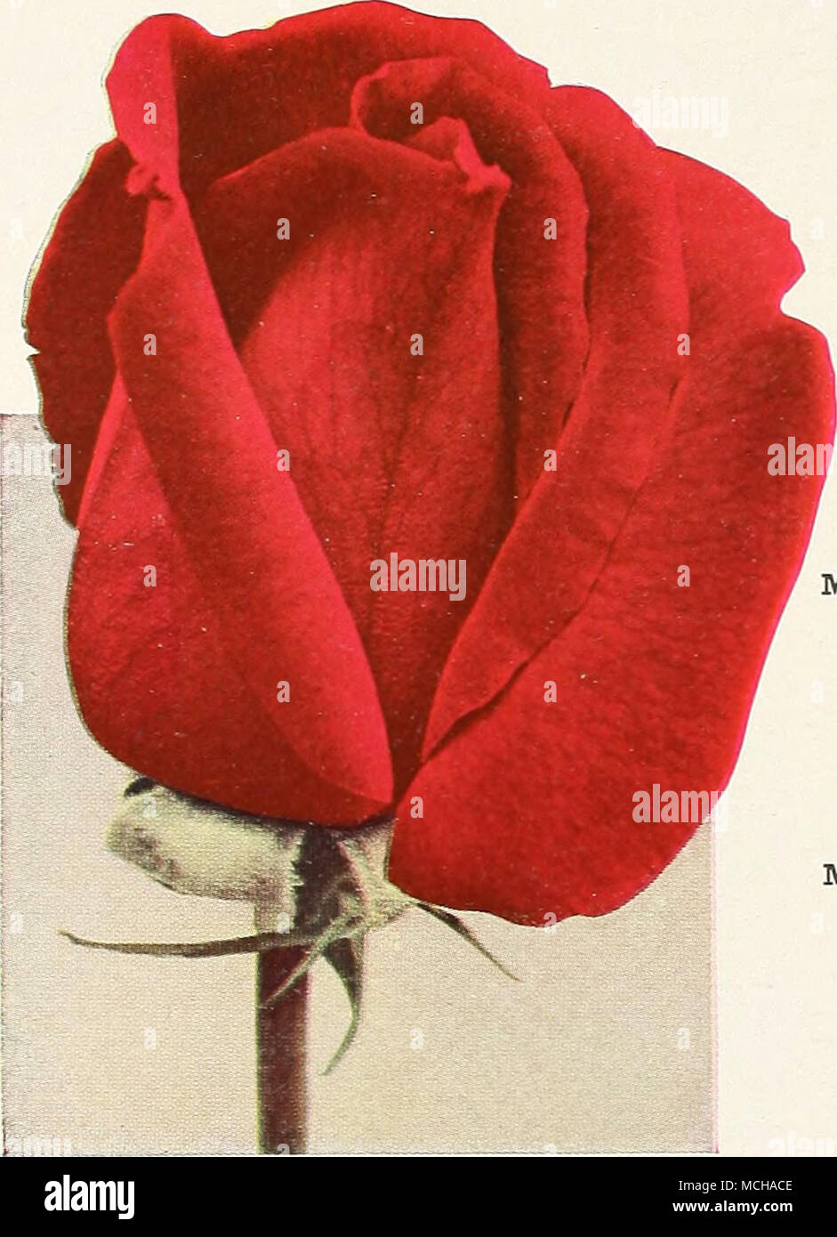 Lord rossmore hi-res stock photography and images - Alamy