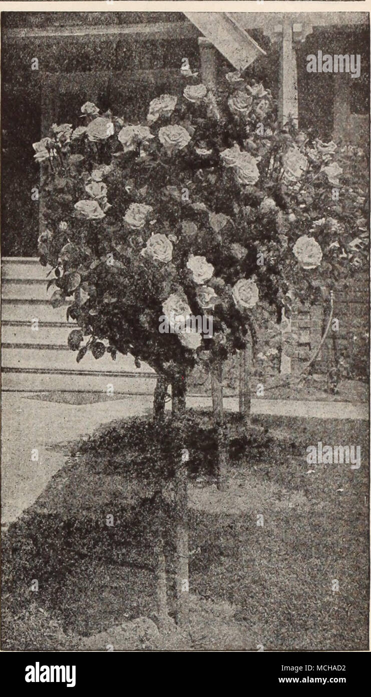 . Tree-Shaped Roses Tree-Shaped Roses We are pleased to be able to ...