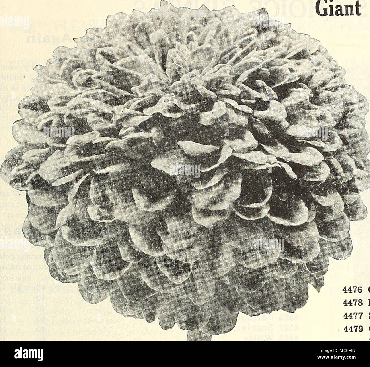 Robust growth habit hi-res stock photography and images - Alamy