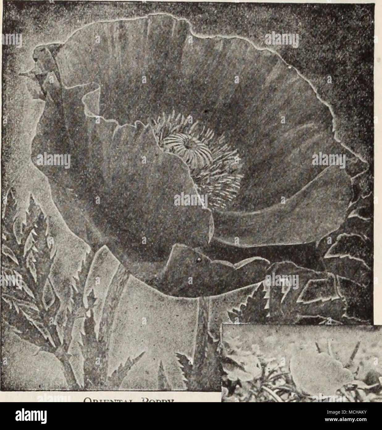 . Hardy Perennial Oriental Poppies Oriental Poppies should be sown in ...