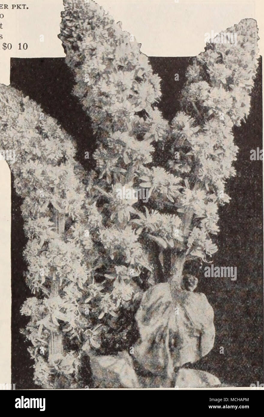 . Red Goliath Mignonette per PKT. 3164 White Goliath. This splendid ...