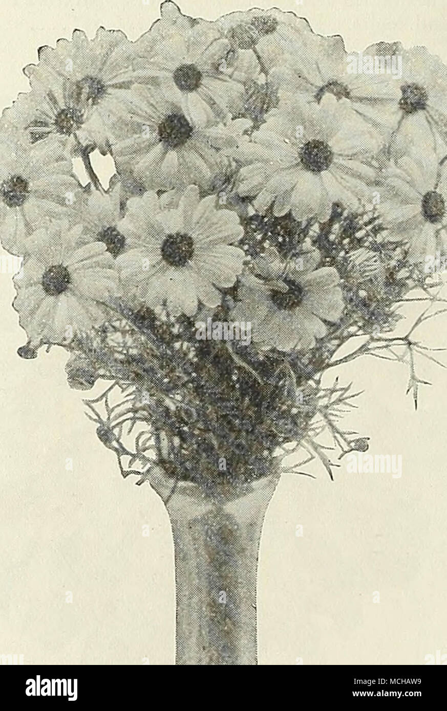 . Brachycome An Index of the Botanical and the Common or Popular Names ...